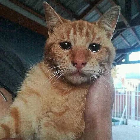 Crying Cat Blank Template Imgflip