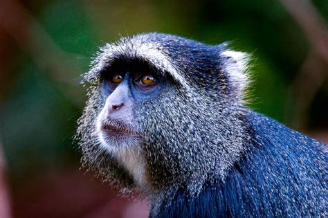 Primates In Rwanda And Where You Can Spot Them Nkuringo Safaris