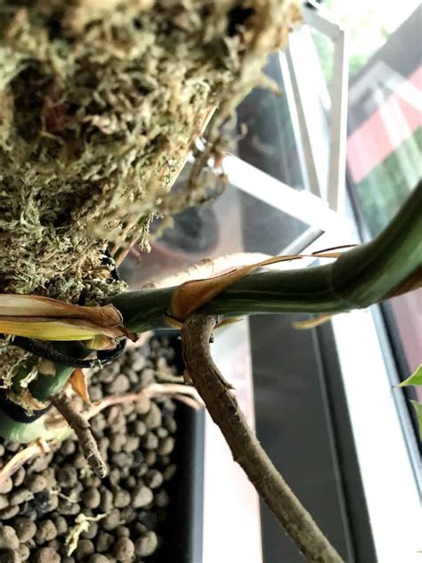 Propagating Monstera Without Node The Truth