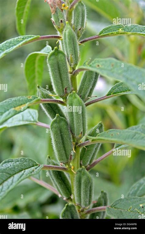 Sesame Seed Plant Leaves At Nicholas Margarot Blog