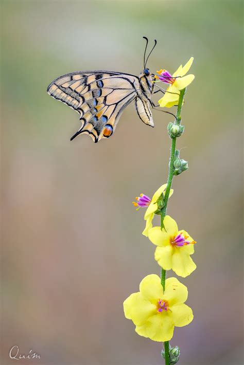 Macaón Joaquín Padilla Flickr