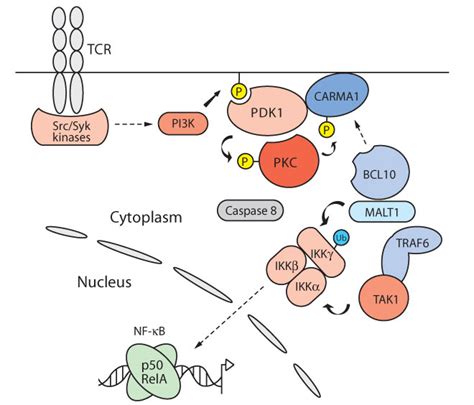 Regulation And Function Of Ikk And Ikk Related Kinases Sciences Stke