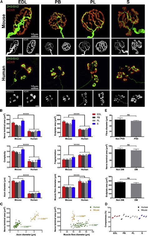 Cellular And Molecular Anatomy Of The Human Neuromuscular Junction Cell Reports