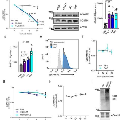 Exosome Isolation And Quantification Strategies A Exosome Isolation