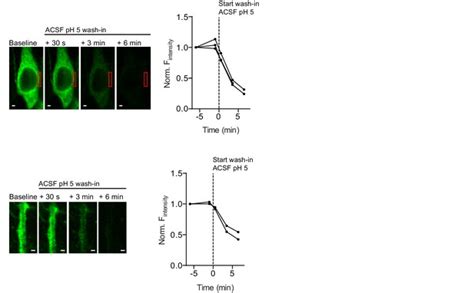 Figures And Data In Synaptic Plasticity Through Activation Of Glua3 Containing Ampa Receptors