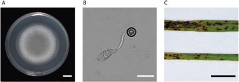 Colony Appressorium Morphology And Blast Symptoms A Mycelium