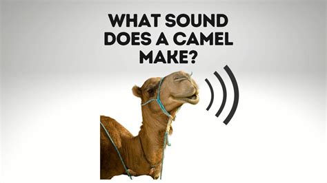 What Sound Does A Camel Make Llama Web