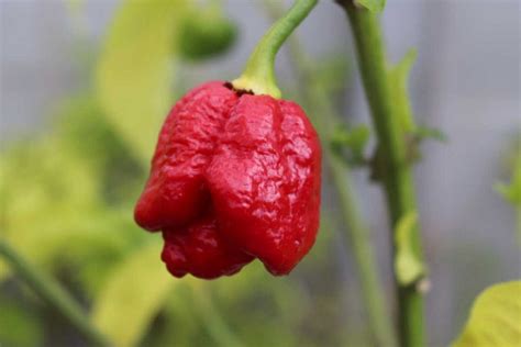 Trinidad Moruga Scorpion Hot Pepper Plant Profile And Growing Tips