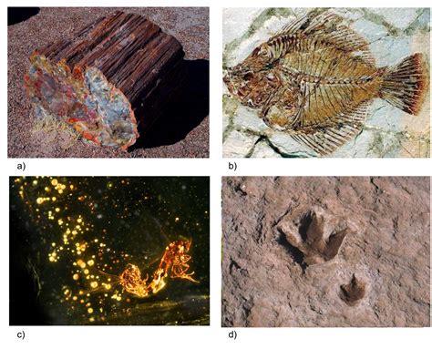 24 How Do We Know Evolution Has Occurred Fossil Evidence The
