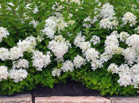 Hydrangea Paniculata Bombshell Bambooplantsca