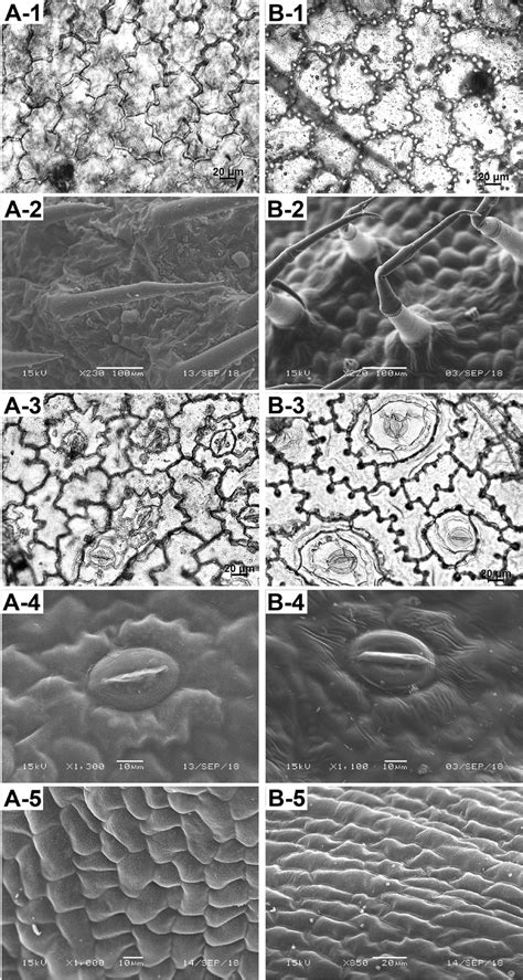Comparative Morphology Lm And Sem Of Leaf Epidermal Surface And