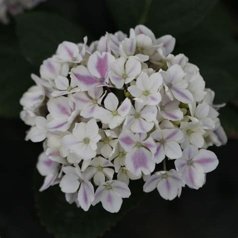 Propagating Hydrangea Macrophylla From Cuttings A Gardeners Guide