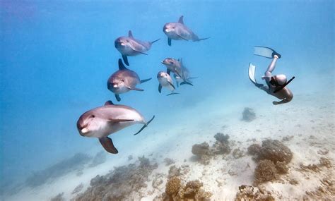 How Dolphin Brains Have Evolved To See Using Echolocation