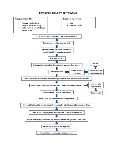 Pathophysiology Of Tetanus Precipitating Factors Predisposing Factors