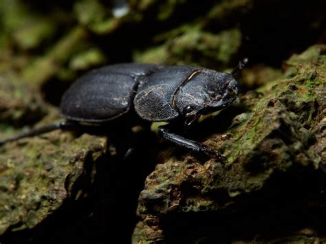 Premium Photo Bug On A Rock