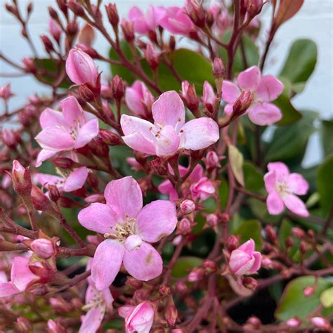 Pink Lady Indian Hawthorn Candj Gardening Center
