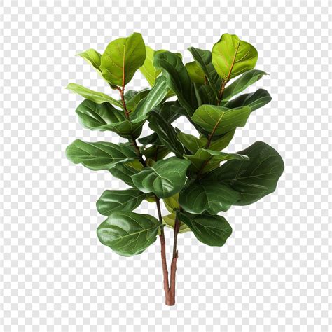 Premium Psd Ficus Lyrata Fiddle Leaf Fig Flower Png Isolated On