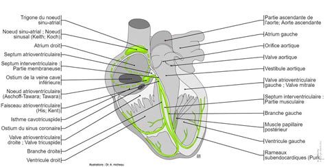 Cœur Anatomie Normale E Anatomy