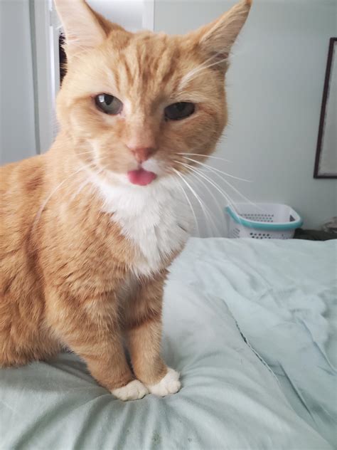 Adopted Elderly Toothless Blep Rblep