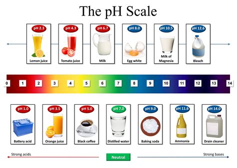 √ Red Cabbage Indicator Ph Scale Alvis Twirlwing