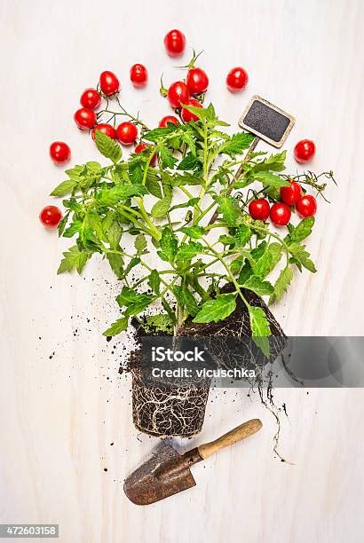 Tanaman Tomat Dengan Akar Tomat Ceri Merah Dan Sendok Taman Foto Stok Unduh Gambar Sekarang