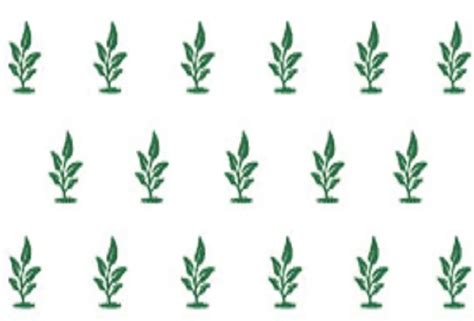 Selection Of Planting Material And Planting Methods In Banana Cultivation