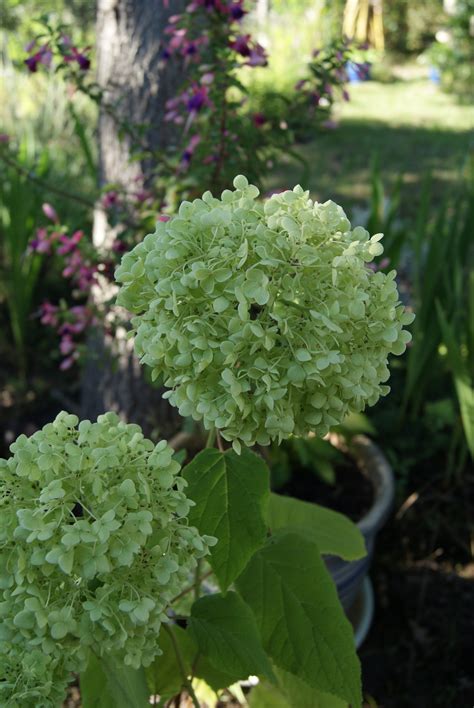 Hydrangea Arborescens Annabelle Une Parcelle De 900 M2 Sur La Côte