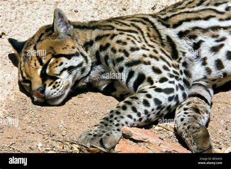 Ocelot Sleeping