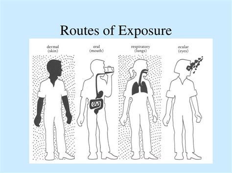 Exposure Pathway Vs Exposure Route At Mazie Reed Blog