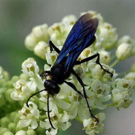Steel Blue Cricket Hunter Wasp Chlorion Aerarium Insects Of Iowa