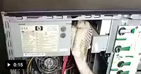 I Think I Made A Mistake What Kind Of Snake Is Used In Programming Again GAG