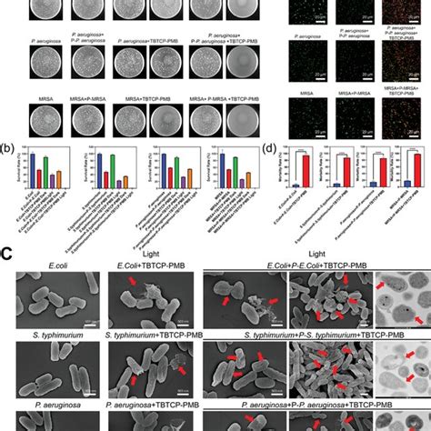Engineered Phage With Aggregation‐induced Emission Photosensitizer In