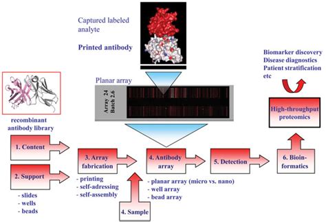 Developing And Applying Recombinant Antibody Microarrays For High