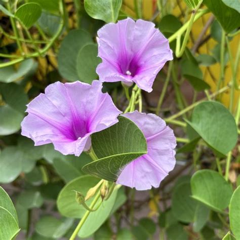 Ipomoea Pes Caprae Beach Morning Glory Green Cover Initiative