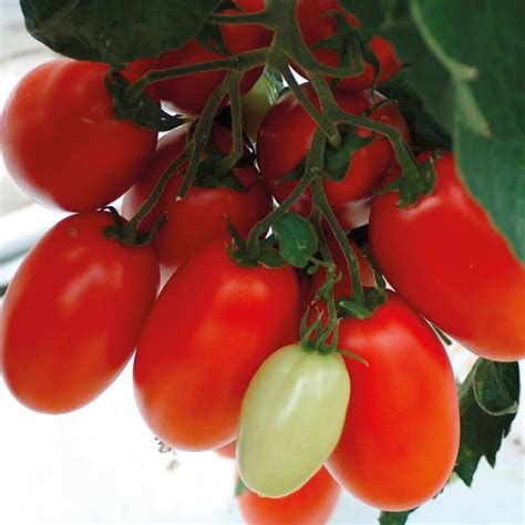 Sir Elyan Vivaio La Margherita