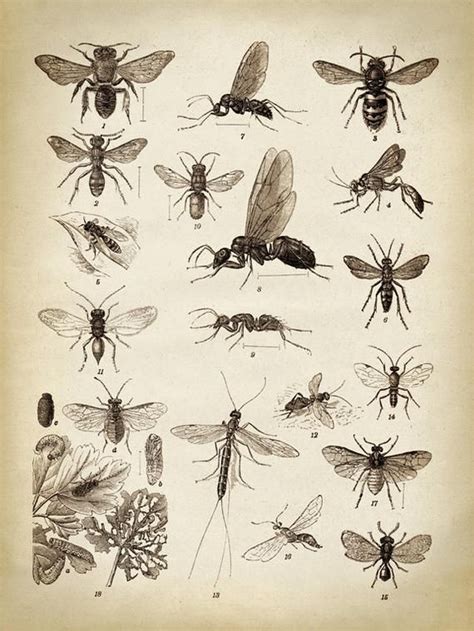 Insects Print Insect Poster Study Of Insects Chart Fly Poster
