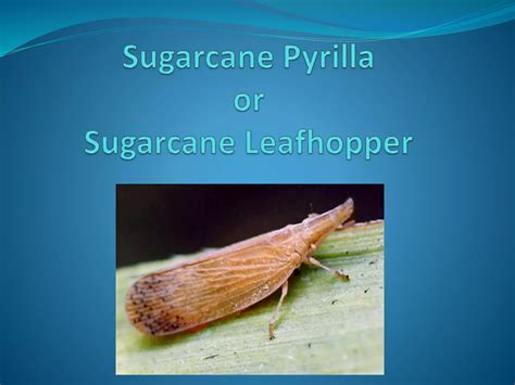 Sugercane Pyrilla Of Leafhopper Pptx