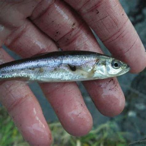 How Do I Identify A Roach Fish Diy Seattle