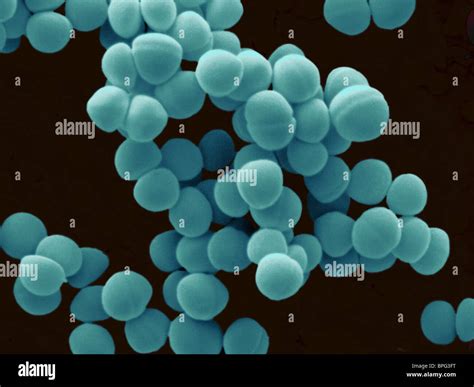 Staphylococcus Epidermidis Is A Common Member Of Human Skin And Mucous
