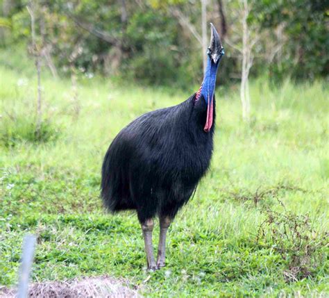 Cassowaries In The Spotlight Are They Really Australias Most Feared