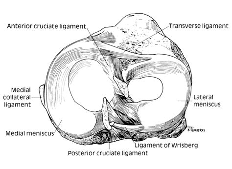 Chapter 5 Meniscus And Intervertebral Disks Orthogate Press