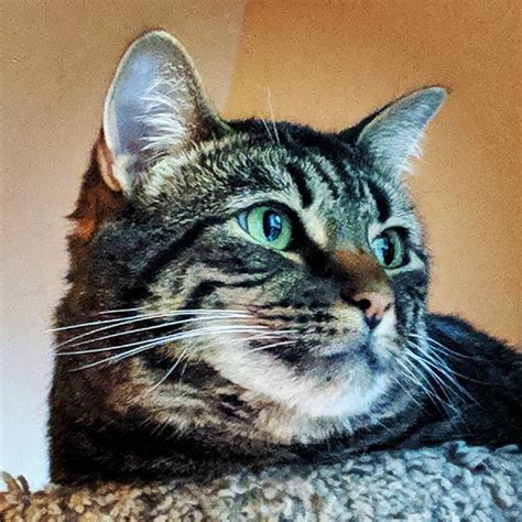 Kitteh We Saw A Chicken