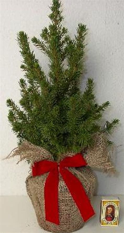 Picea Glauca Conica — Plant Wholesale Floraccess
