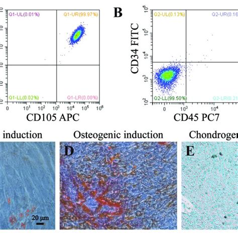 Identification And Lineage Differentiation Of Dpscs Ab Flow
