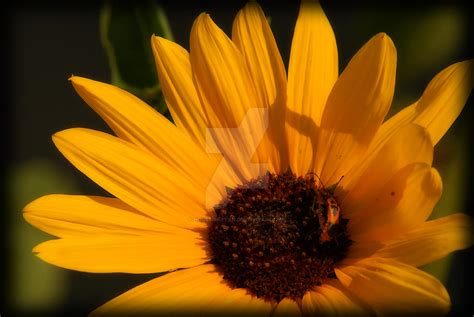 Insects Reproducing Sunflower By Houstonryan On Deviantart