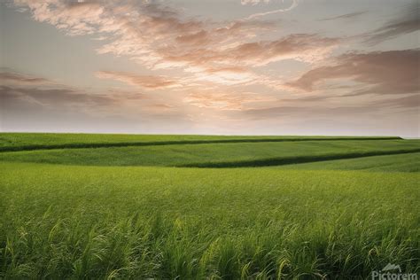 A Serene Morning View Over Vast Paddy Fields By Stoica Lilian Wall Art