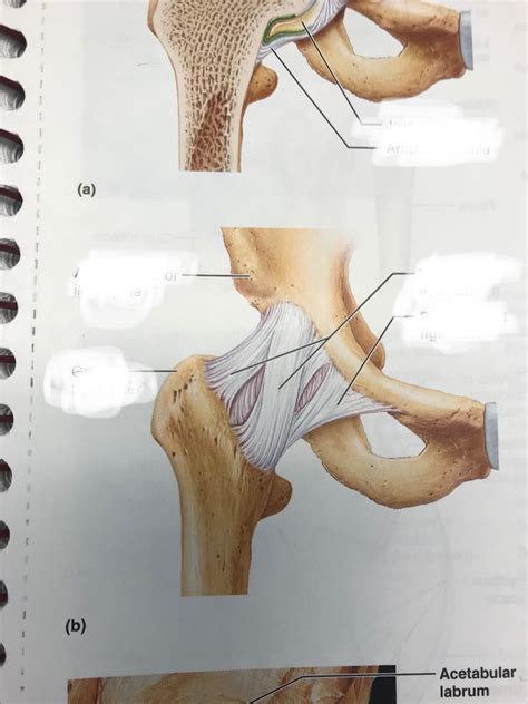 Hip Joint Diagram Quizlet