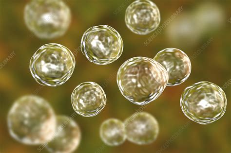 Blastomyces Fungus Illustration Stock Image F0221830 Science