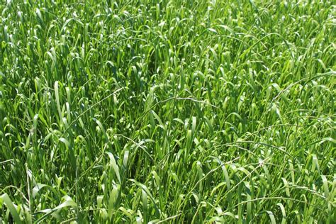 Morunga T Feldsaaten Freudenberger