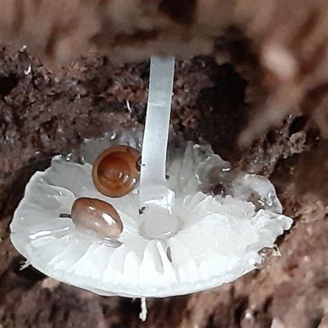 받침애주름버섯